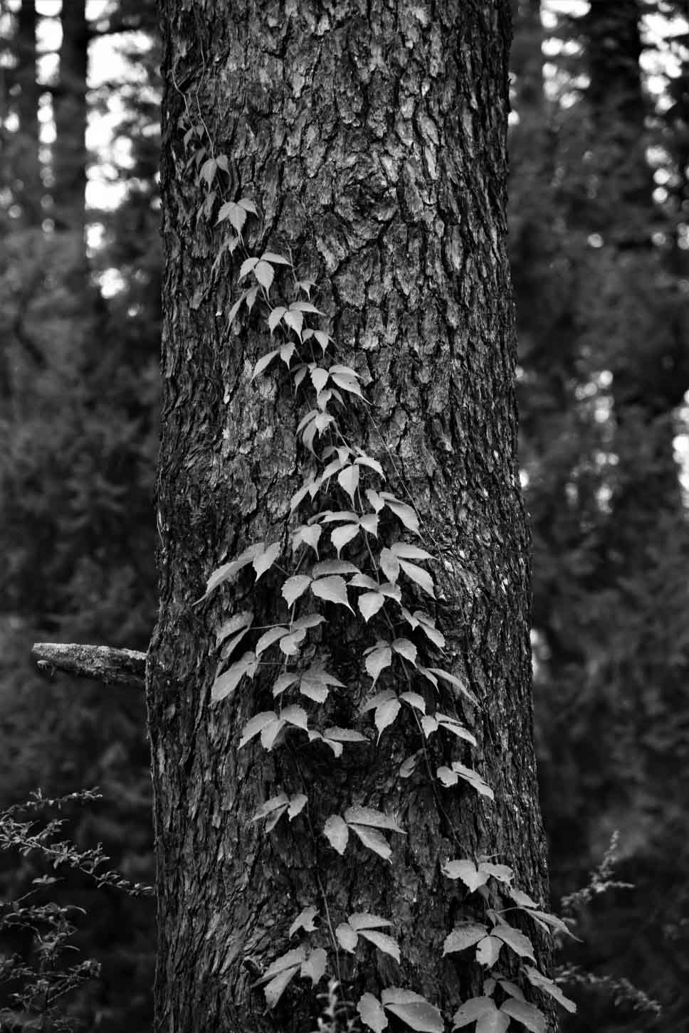 मानसून में कोहरा और पहाड़ - फोटो निबंध - Kafal Tree