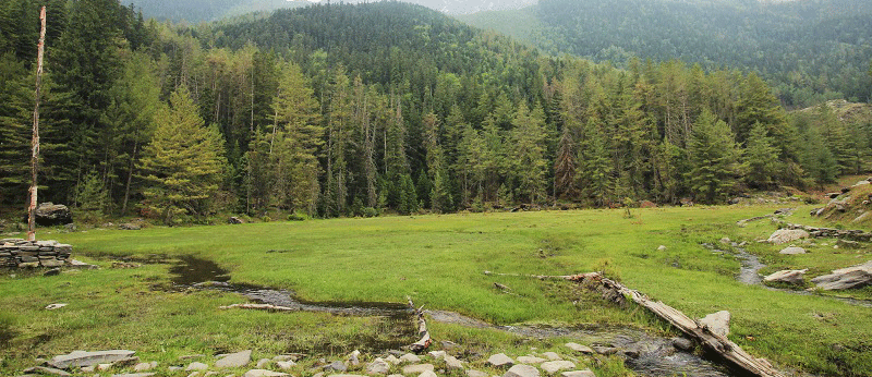 देवदार: उत्तराखण्ड के जंगलों का राजा - Kafal Tree