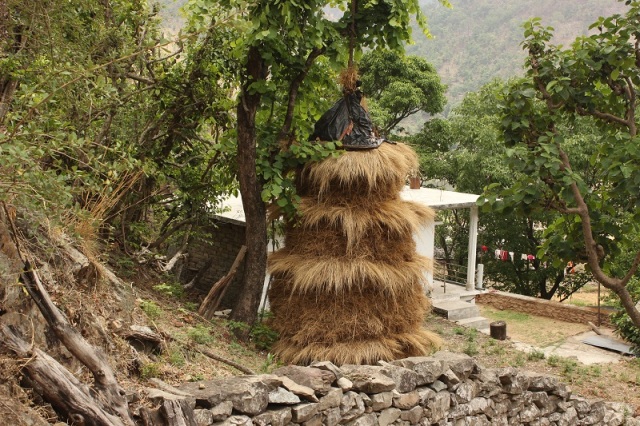 पहाड़ियों की मेहनत के प्रतीक घास के लूटे - Kafal Tree Kafal Tree