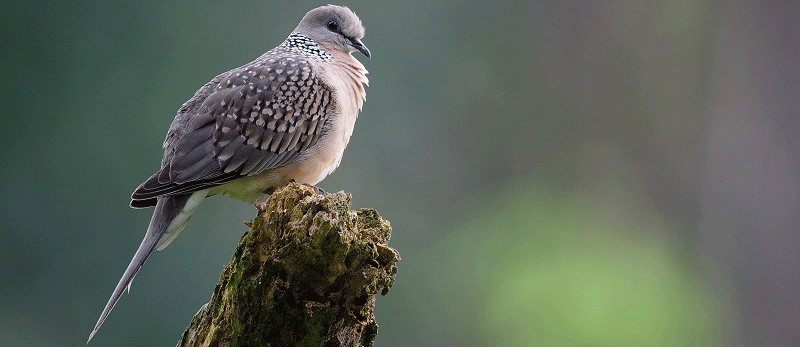 पहाड़ियों को बहुत प्रिय है घुघूती - Kafal Tree