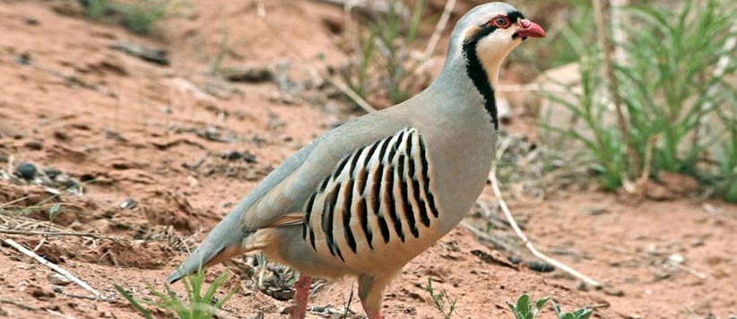 प्यारे चक्खू - गीता गैरोला की कहानी स्मिता कर्नाटक की आवाज में - Kafal Tree