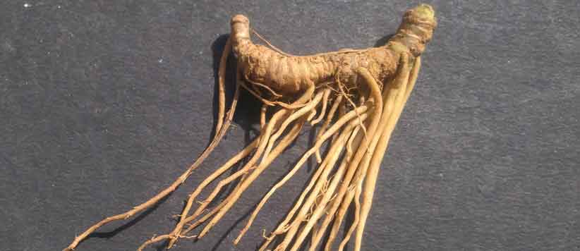 बूबू की धुपैणी में महकती अनोखी जड़ - सम्यो - Samyo Himalayan Herbs