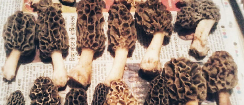 लॉक डाउन के बादल छंटने के इंतजार में खास मशरूम 'च्यू' बेचने वाले ...