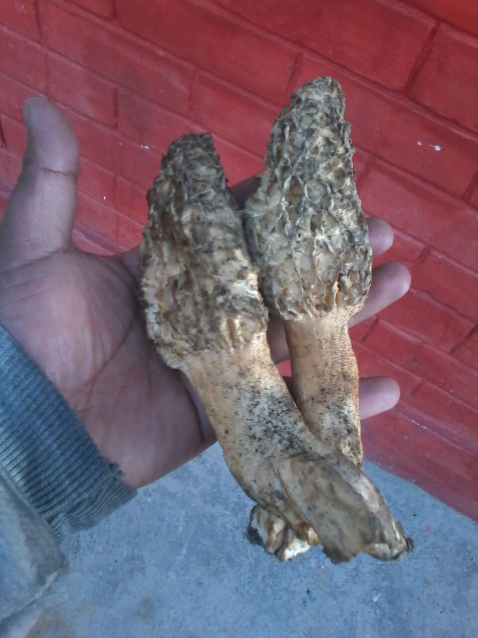 लॉक डाउन के बादल छंटने के इंतजार में खास मशरूम 'च्यू' बेचने वाले ...