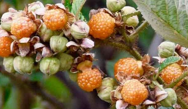 Wild Edible Plants of Uttarakhand Archives - Kafal Tree