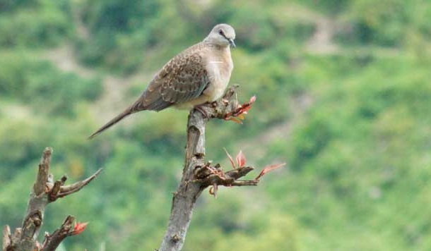 Ghughuti Bird in Uttarakhand Archives - Kafal Tree