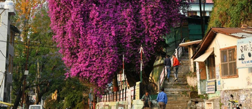 अल्मोड़े के उस फूलों वाले पेड़ से जुड़ी हैं हम-आप जैसों की कितनी ही ...