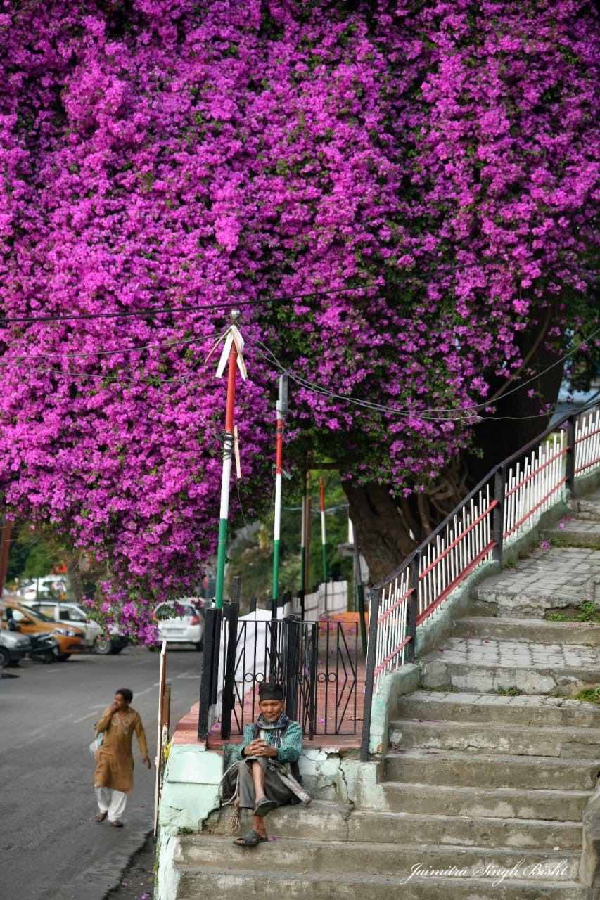 अल्मोड़े के उस फूलों वाले पेड़ से जुड़ी हैं हम-आप जैसों की कितनी ही ...