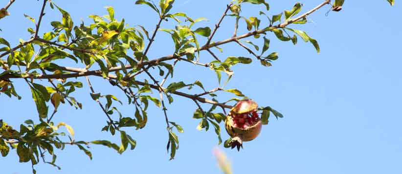 चुकिले दाड़िम का चूक - Kafal Tree Dadim ka Chook चुकिले दाड़िम का चूक