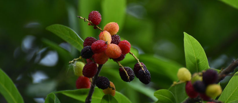काफल : ख़ालिस पहाड़ीपन लिए एक फल - Kafal Tree