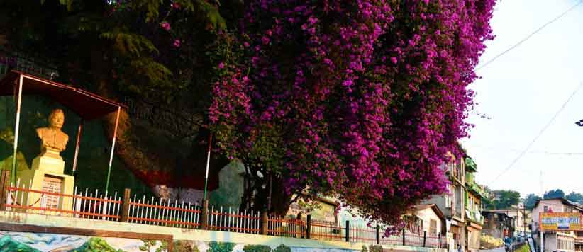 अल्मोड़ा के ‘फूलों वाले पेड़’ की याद में - Kafal Tree